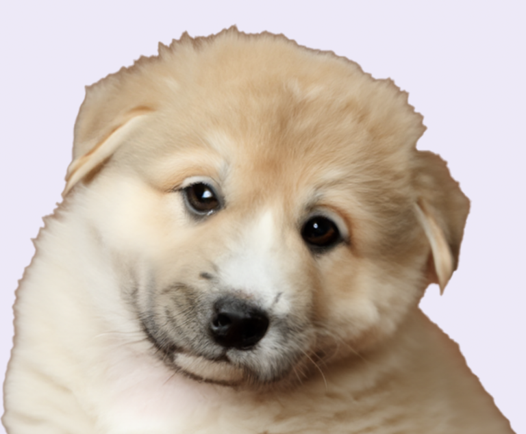 Photoshop クイックマスクモードを理解する | photogentle